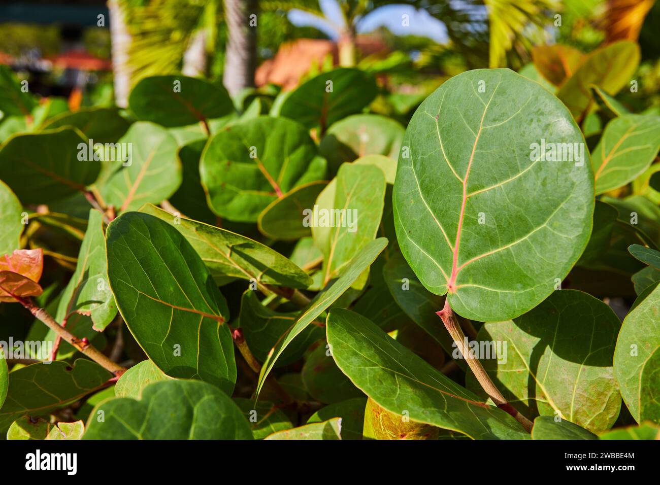 Tropical Sea Grape Leaves with Sunlit Veins, Coastal Foliage Background ...