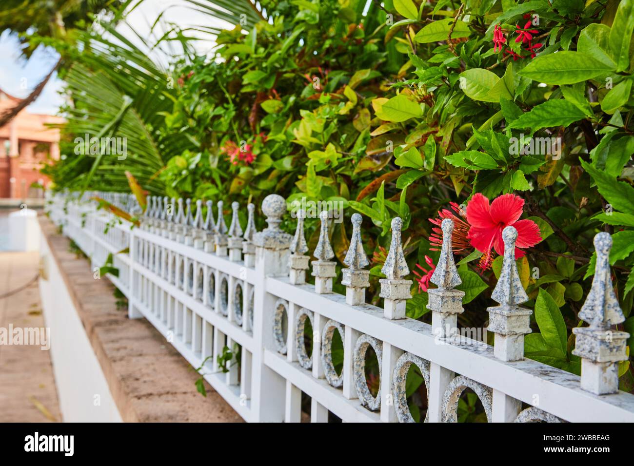 Rustic Garden Fence with Red Hibiscus, Tropical Foliage - Shallow Depth ...