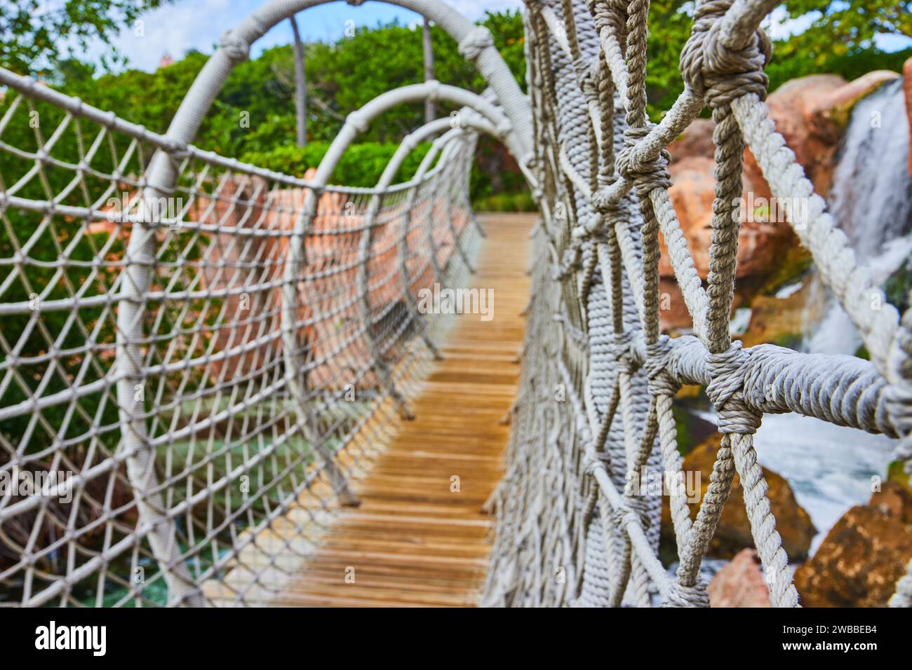Tropical Rope Bridge Adventure in Lush Forest - Eye-Level Perspective ...