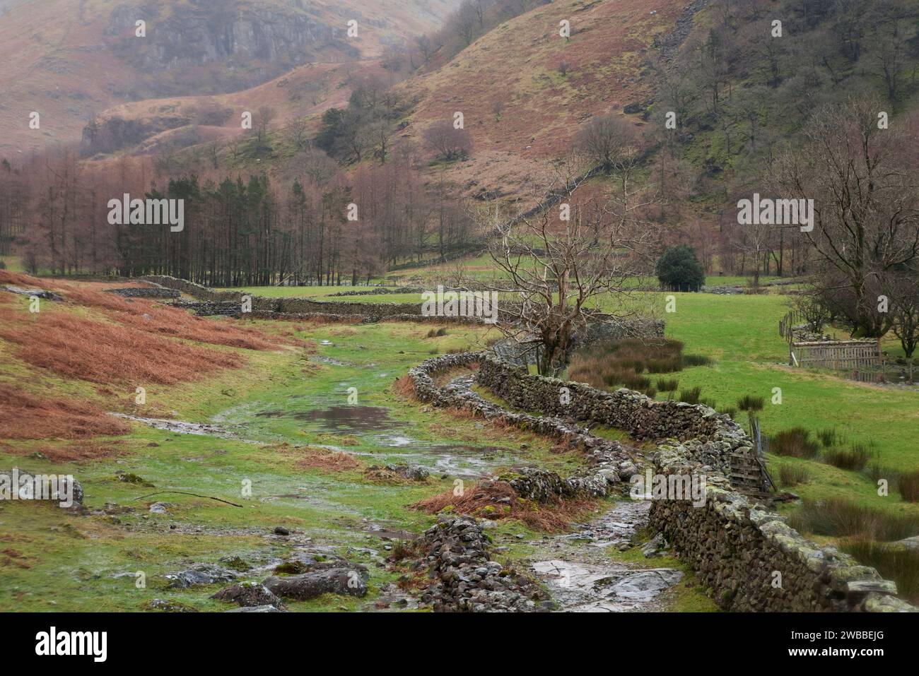 A walled track in the Stonethwaite Valley in the English Lake District ...
