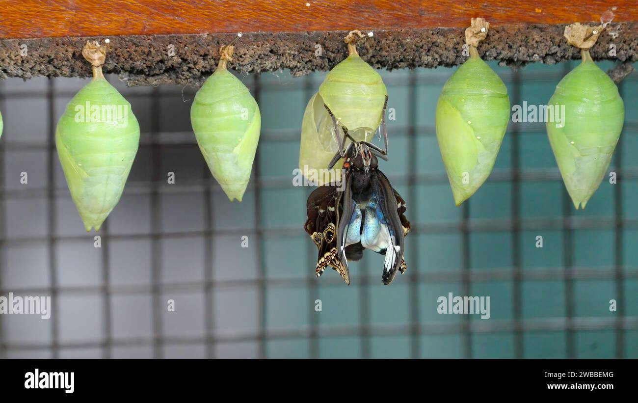 blue morpho butterfly that recently emerged from its chrysalis Stock ...