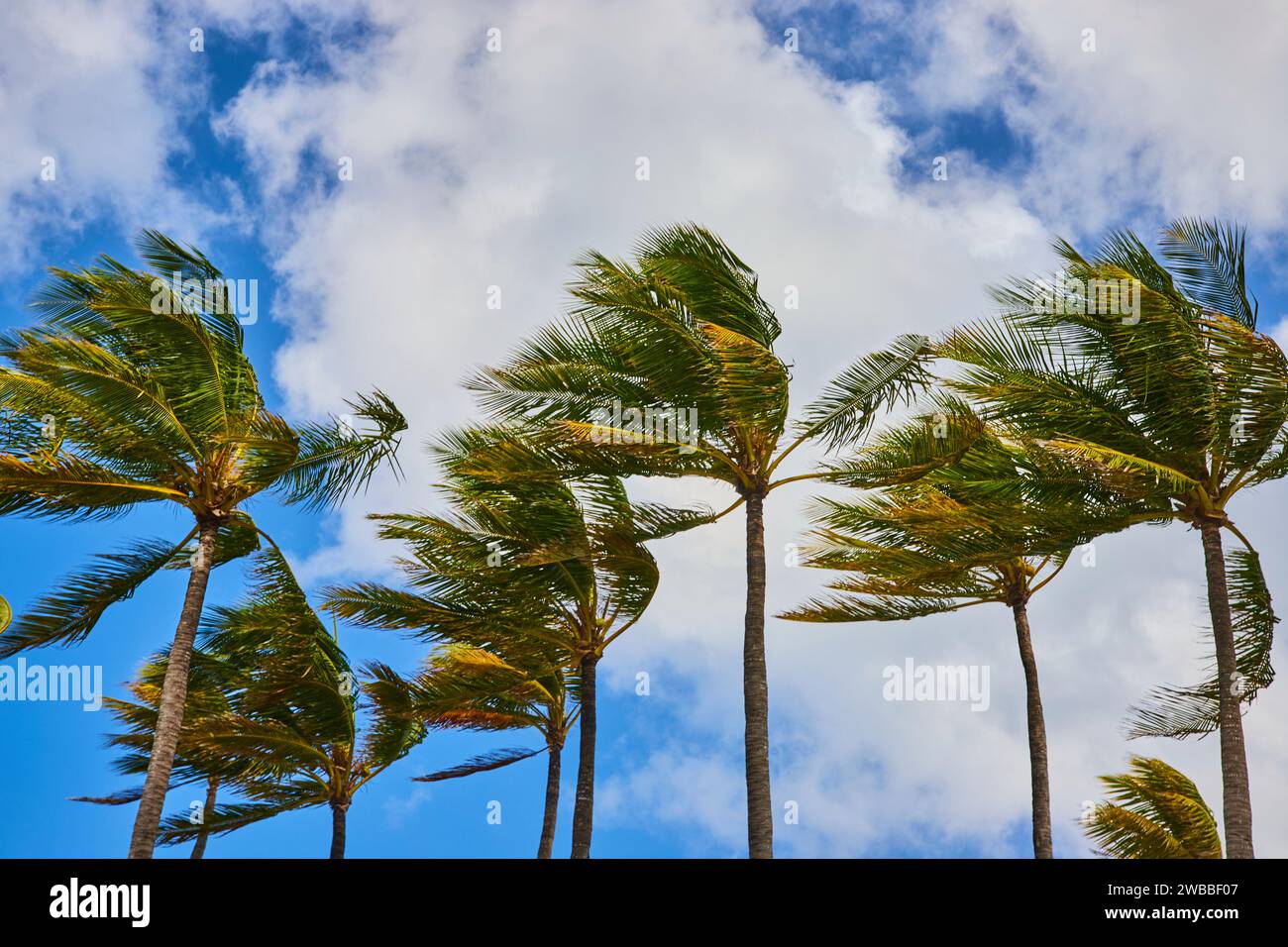 Tropical palm canopy swaying in hi-res stock photography and images - Alamy
