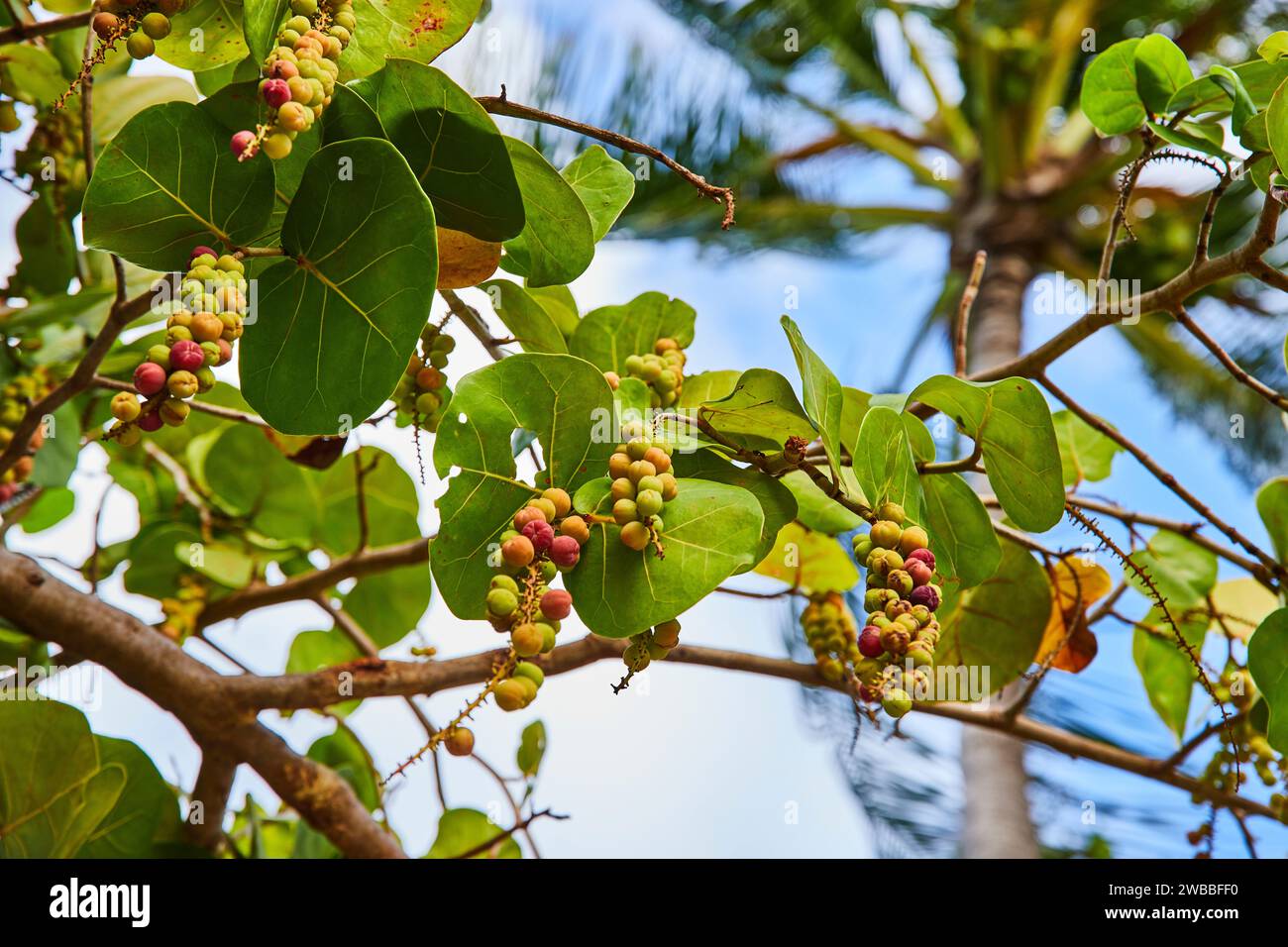 Grape paradise hi-res stock photography and images - Alamy