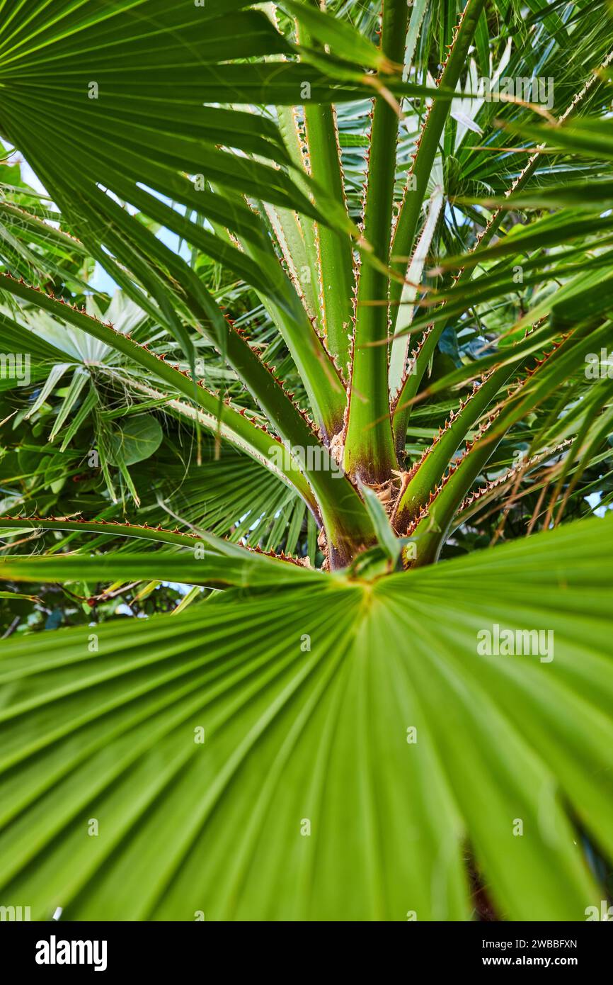 Textured canopy hi-res stock photography and images - Alamy
