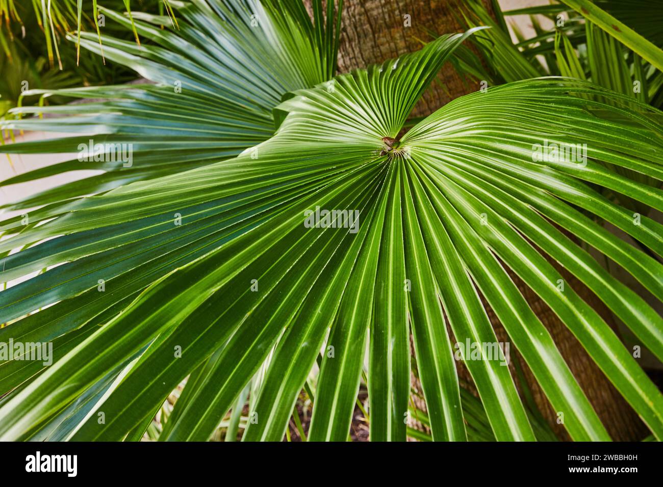 Tropical Palm Fronds Close-Up Texture in Natural Light Stock Photo - Alamy