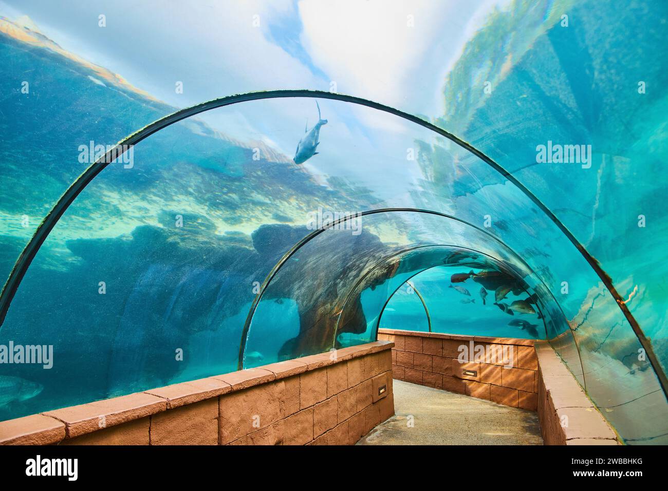 Aquarium Underwater Tunnel Experience with Tropical Fish, Nassau Stock ...