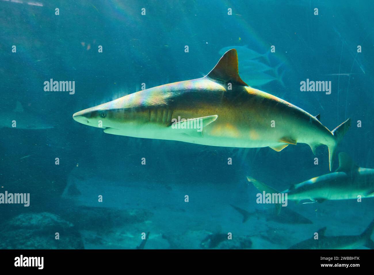Sleek and streamlined shark hi-res stock photography and images - Alamy