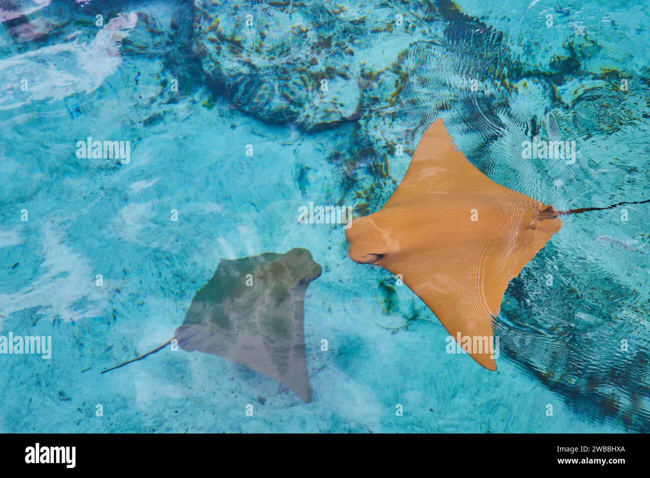 Graceful Stingrays in Crystal-Clear Bahamian Waters Stock Photo - Alamy