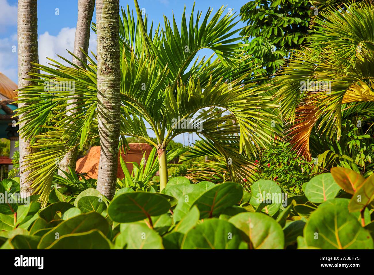 Tropical Resort Garden with Palm Trees and Lush Greenery, Eye-Level ...