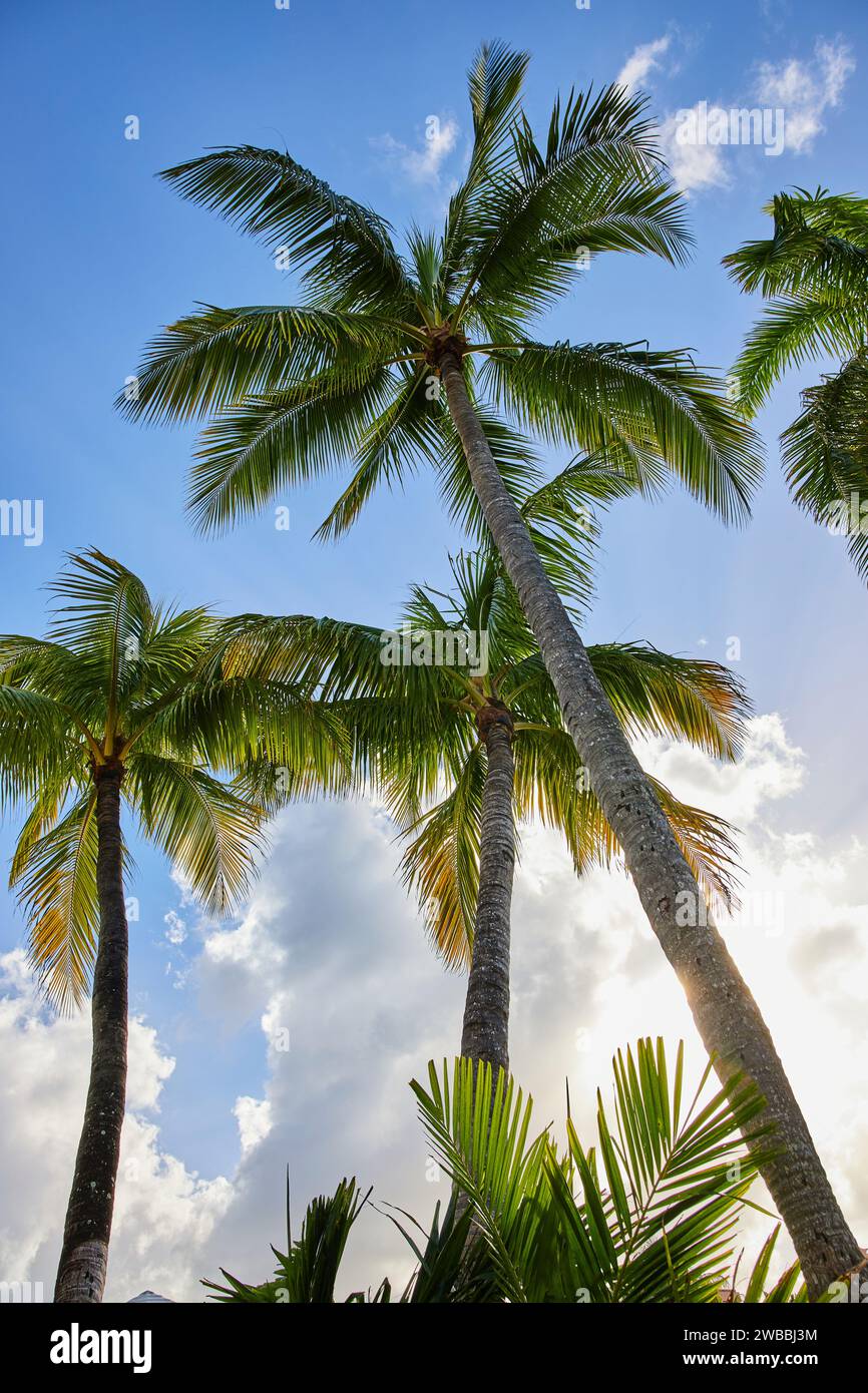 Tropical Palm Trees and Blue Sky in Paradise Island, Upward View Stock ...