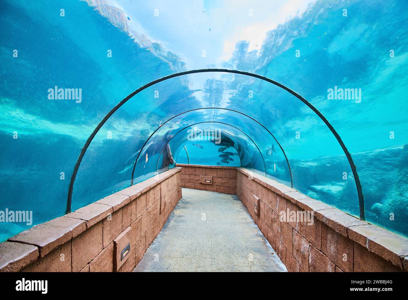 Aquatic Life in Underwater Tunnel at Bahamas Aquarium Stock Photo - Alamy