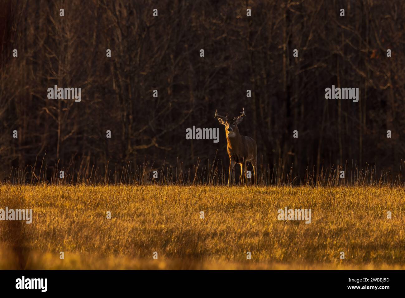 Swollen neck hi-res stock photography and images - Alamy