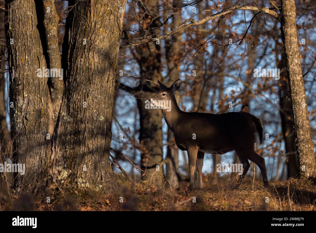 White-tailed doe in a northern Wisconsin woodland Stock Photo - Alamy