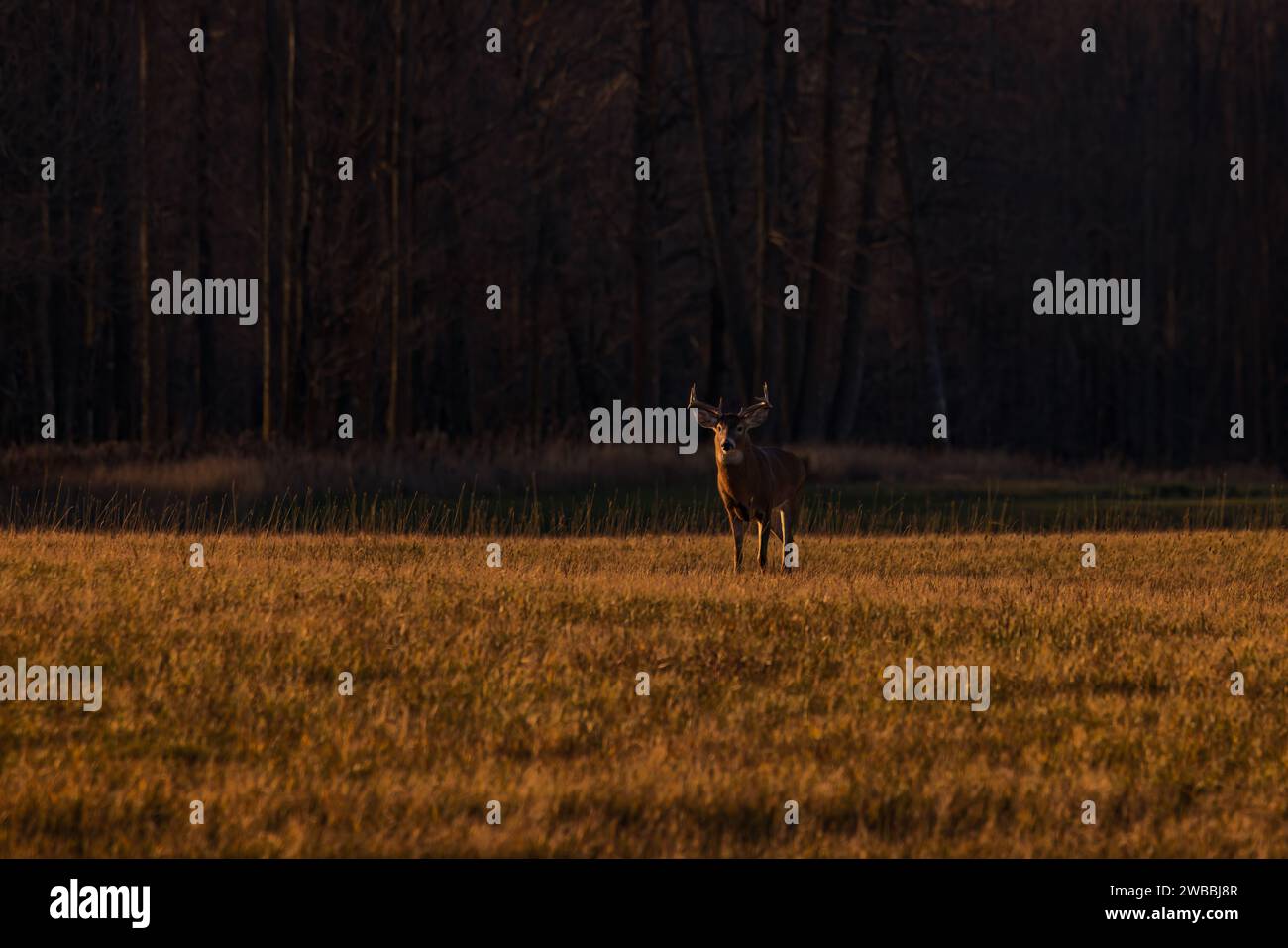 Swollen neck hi-res stock photography and images - Alamy