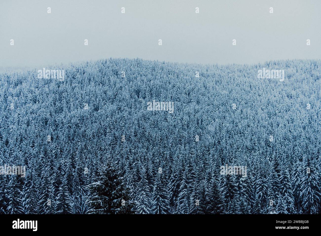 In the enchanting winter landscape, a pristine blue pine forest emerges, creating a serene and ...