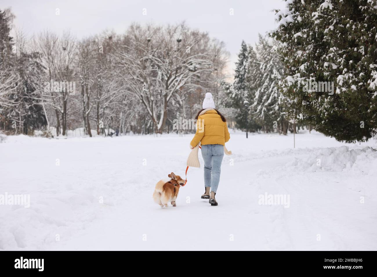 Woman with adorable Pembroke Welsh Corgi dog running in snowy park ...