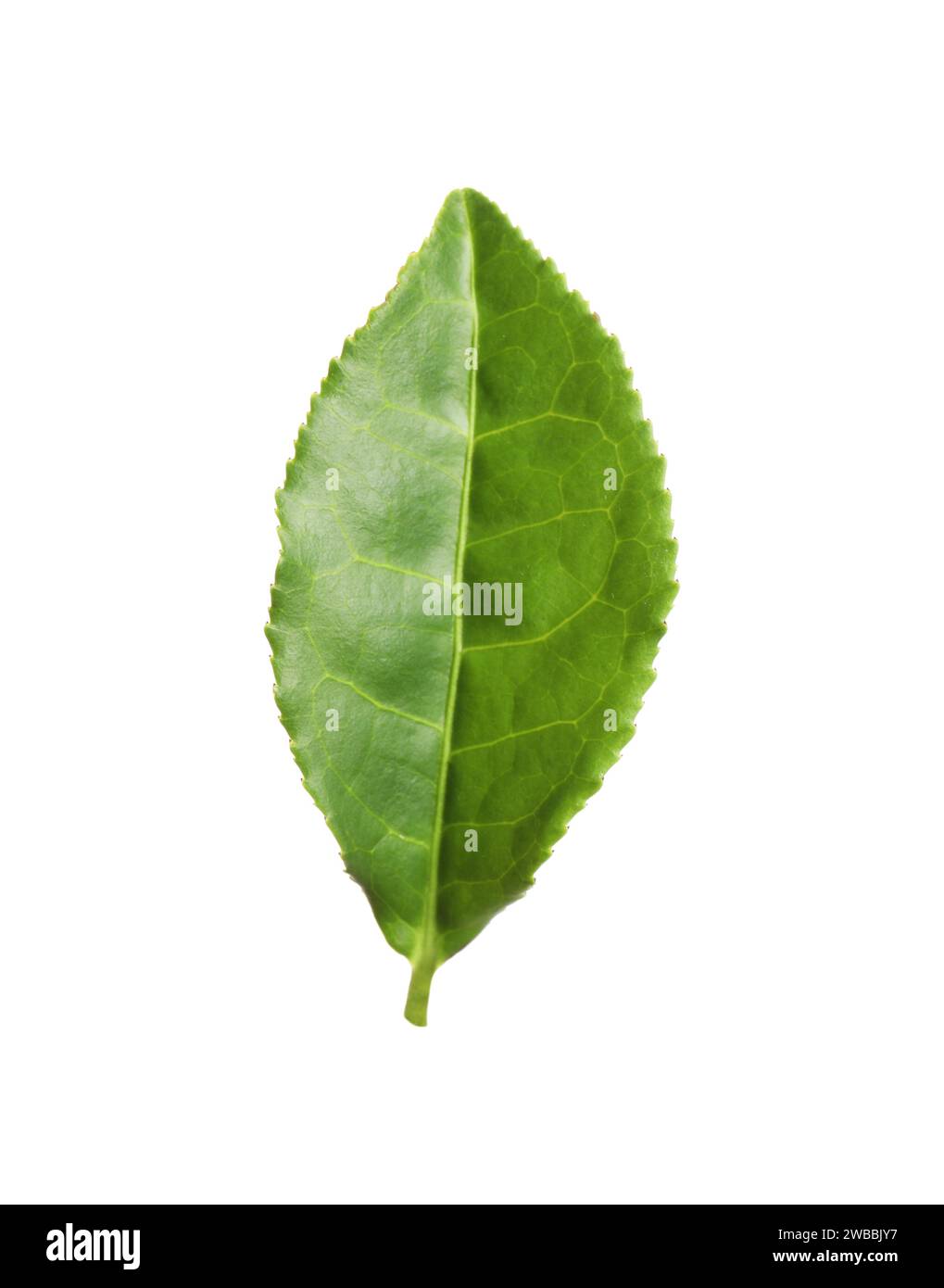 Fresh green tea leaf Cut Out Stock Images & Pictures - Alamy