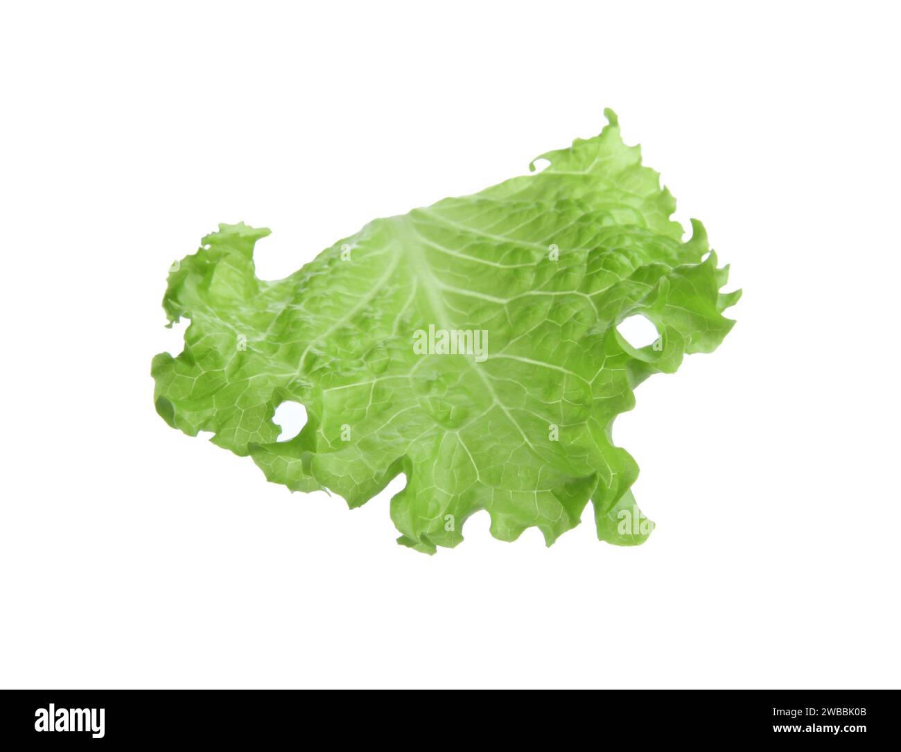 One green lettuce leaf isolated on white Stock Photo - Alamy