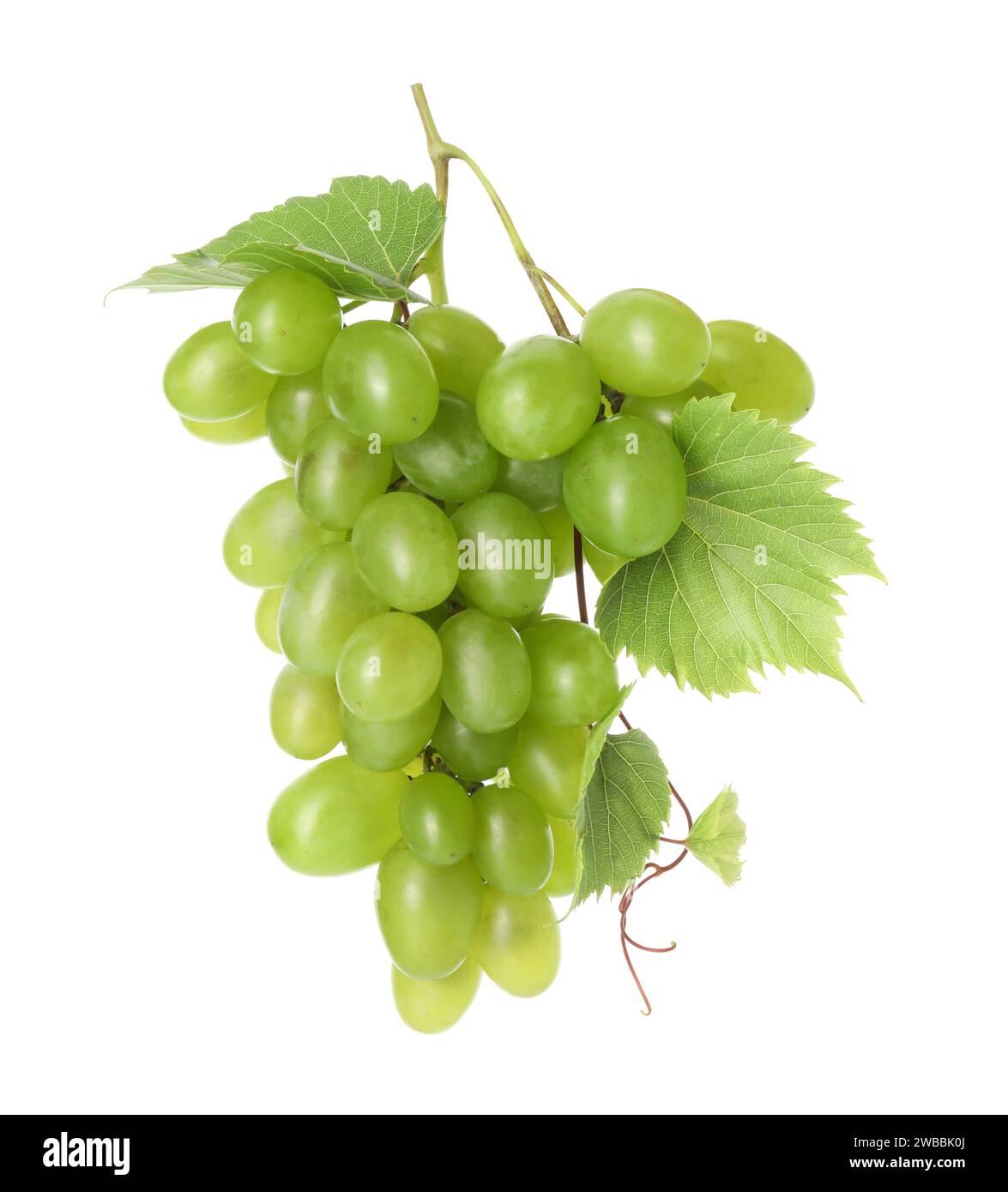 Fresh ripe grapes and leaves isolated on white Stock Photo - Alamy
