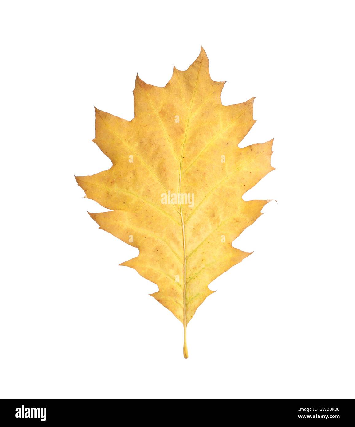 Autumn season. One yellow leaf isolated on white Stock Photo - Alamy