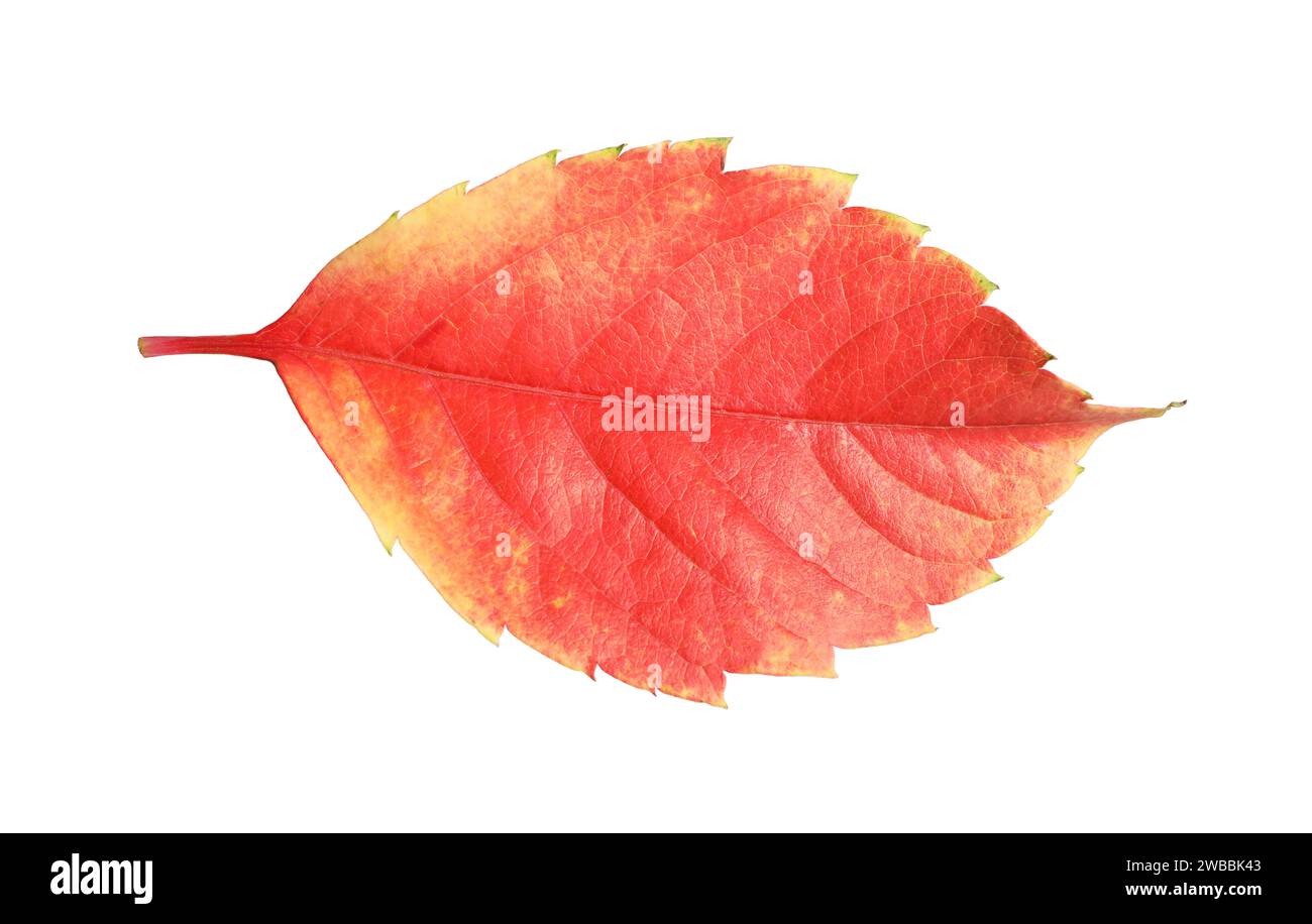 One red autumn leaf isolated on white Stock Photo - Alamy