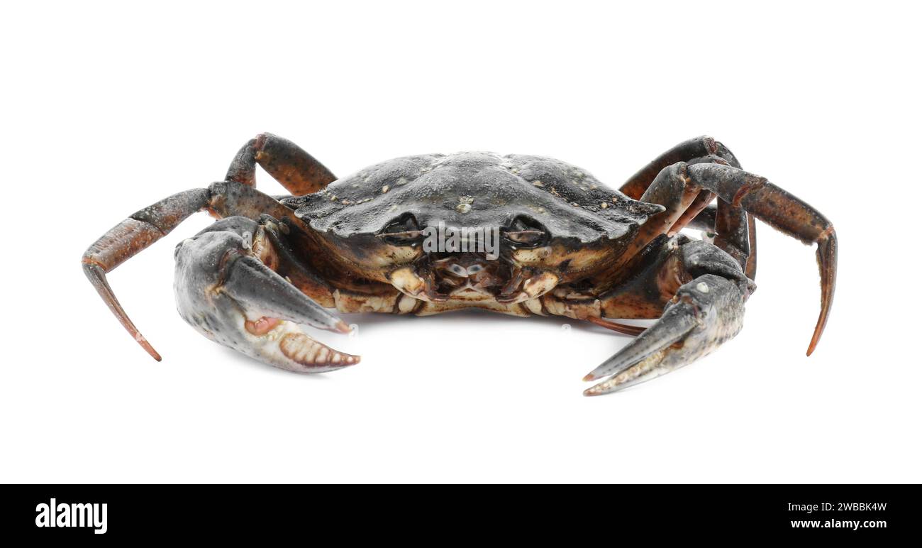 One fresh raw crab isolated on white Stock Photo - Alamy