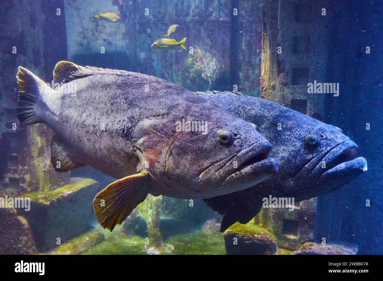 Giant Fish and Artificial Reef in Bahamas Aquarium Stock Photo - Alamy