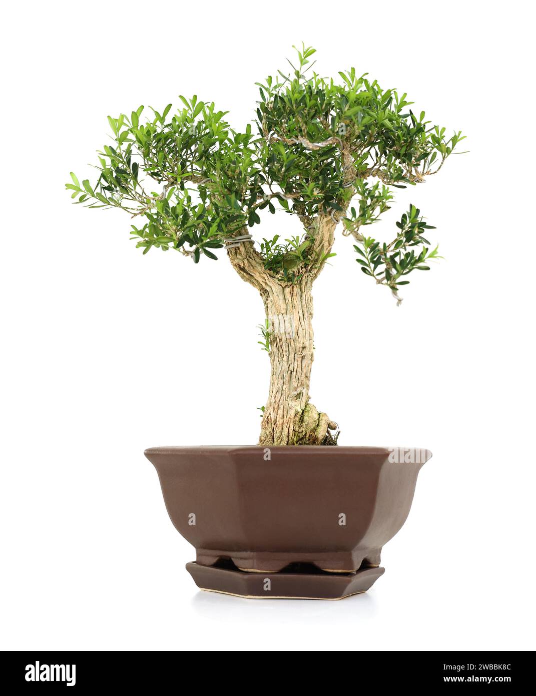 Beautiful bonsai tree in pot isolated on white Stock Photo - Alamy
