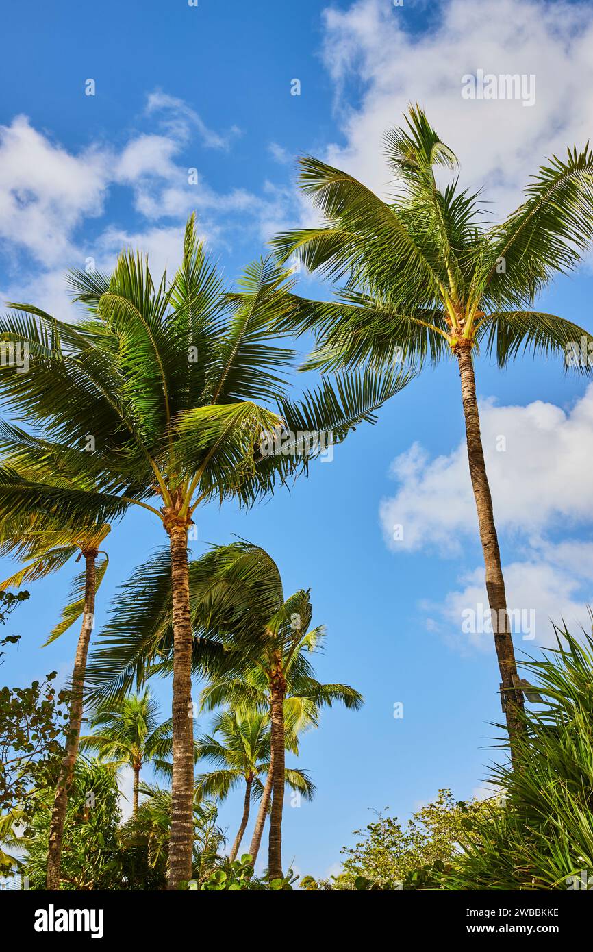 Tropical palm canopy swaying in hi-res stock photography and images - Alamy