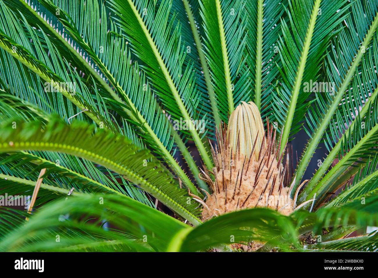 Cycad Plant Close-Up with Seed Cone in Tropical Setting Stock Photo - Alamy