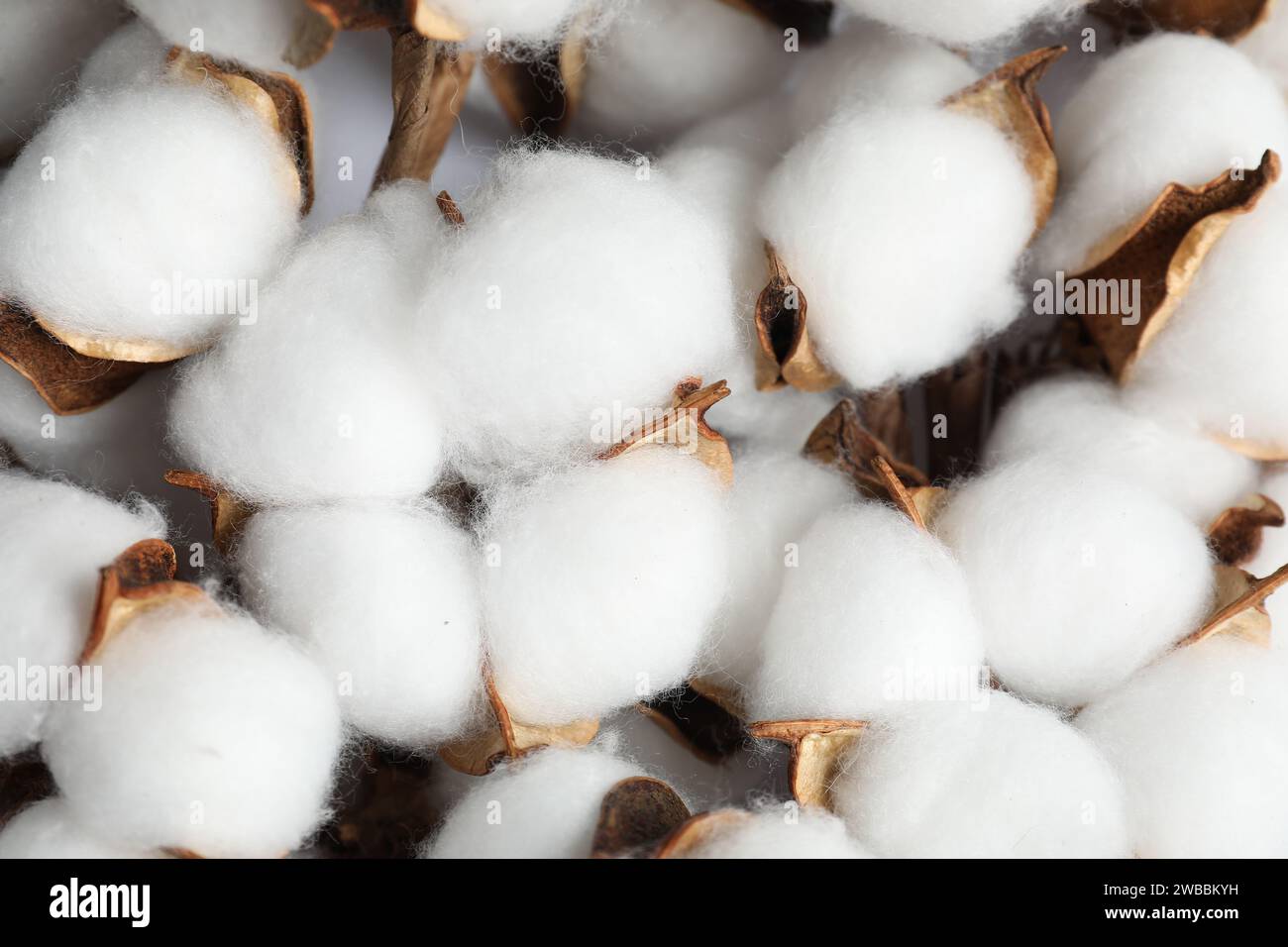Fluffy cotton flowers on white background, top view Stock Photo - Alamy