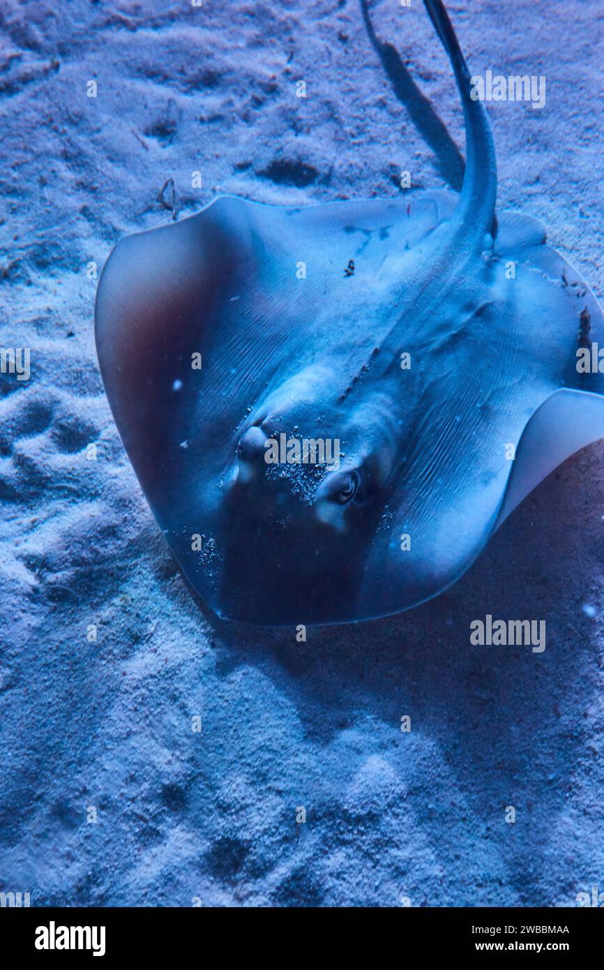 Stingray Resting on Sandy Seabed in Serene Underwater Scene Stock Photo ...