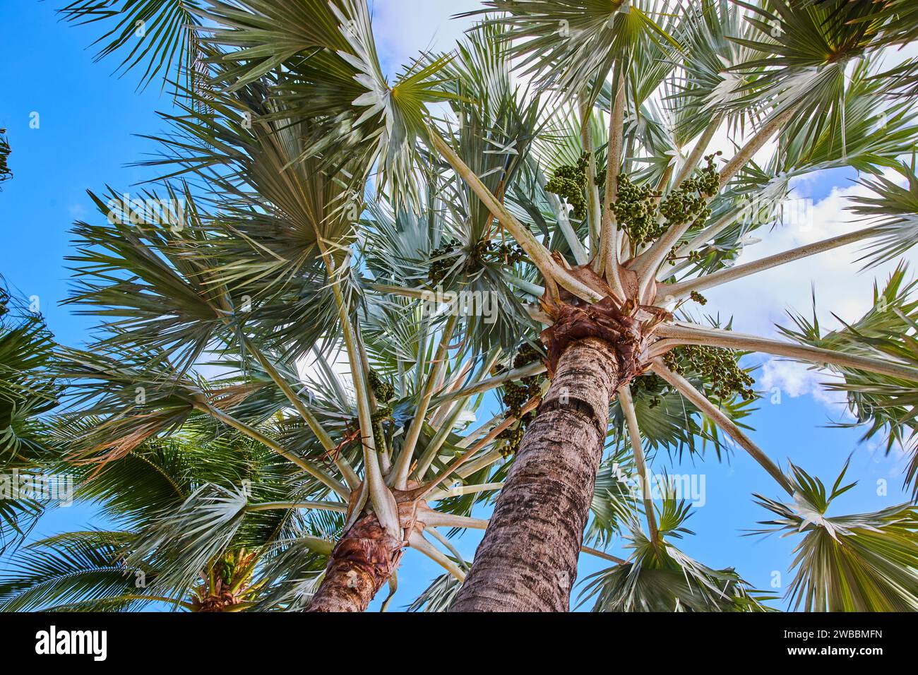 Towering Palm Trees and Blue Sky, Upward View Stock Photo - Alamy