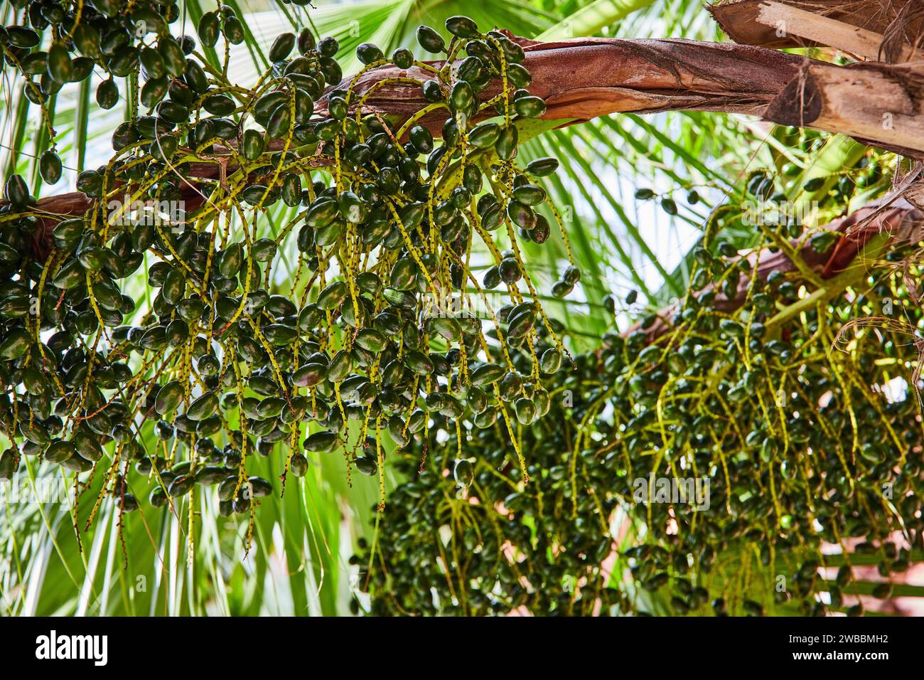Tropical Palm Tree with Green Fruit Clusters Close-Up Stock Photo - Alamy