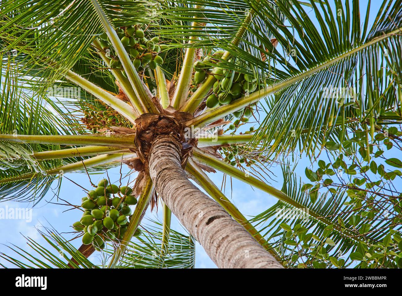 Tropical Coconut Palm Tree with Green Coconuts, Upward View Stock Photo ...