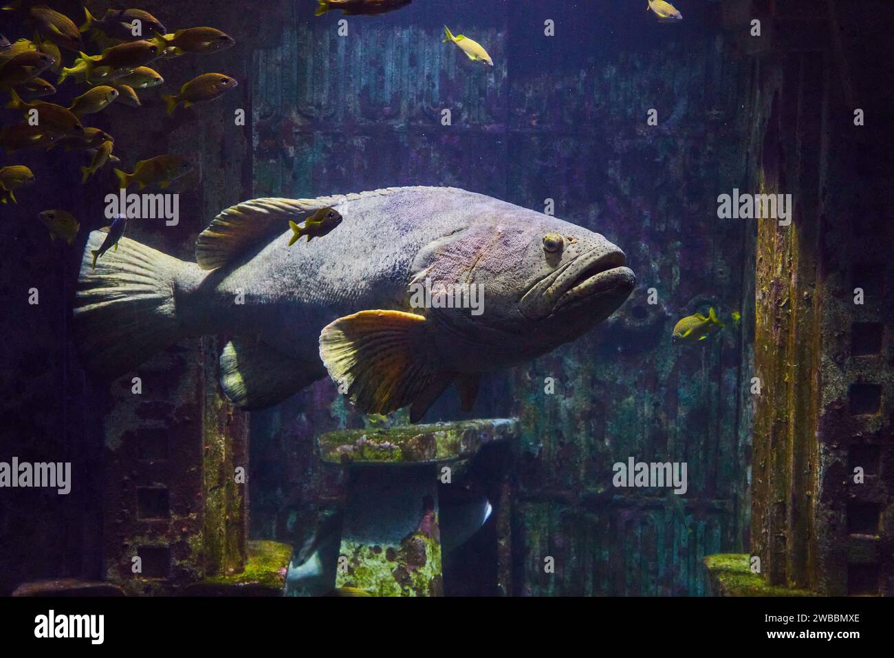 Majestic Grouper with Yellow Fish in Moody Aquarium Scene Stock Photo ...