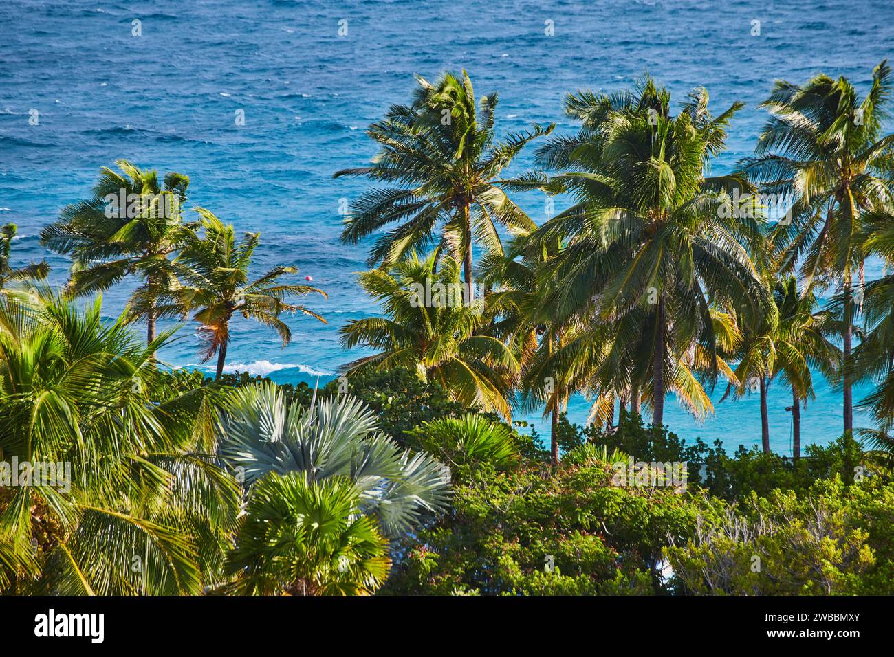 Tropical Palm Trees and Ocean View from Elevated Perspective Stock ...