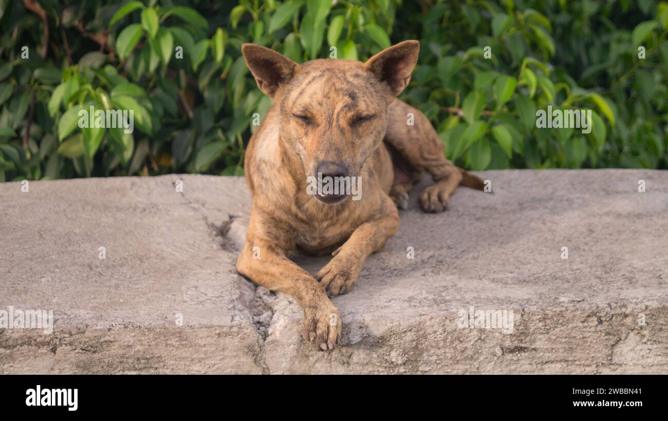 A photograph of a dog in Las Piñas, NCR, Philippines Stock Photo - Alamy