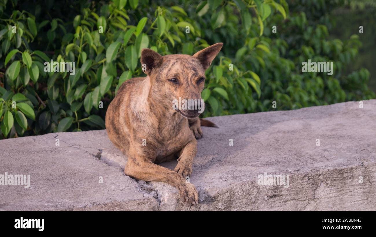 A photograph of a dog in Las Piñas, NCR, Philippines Stock Photo - Alamy