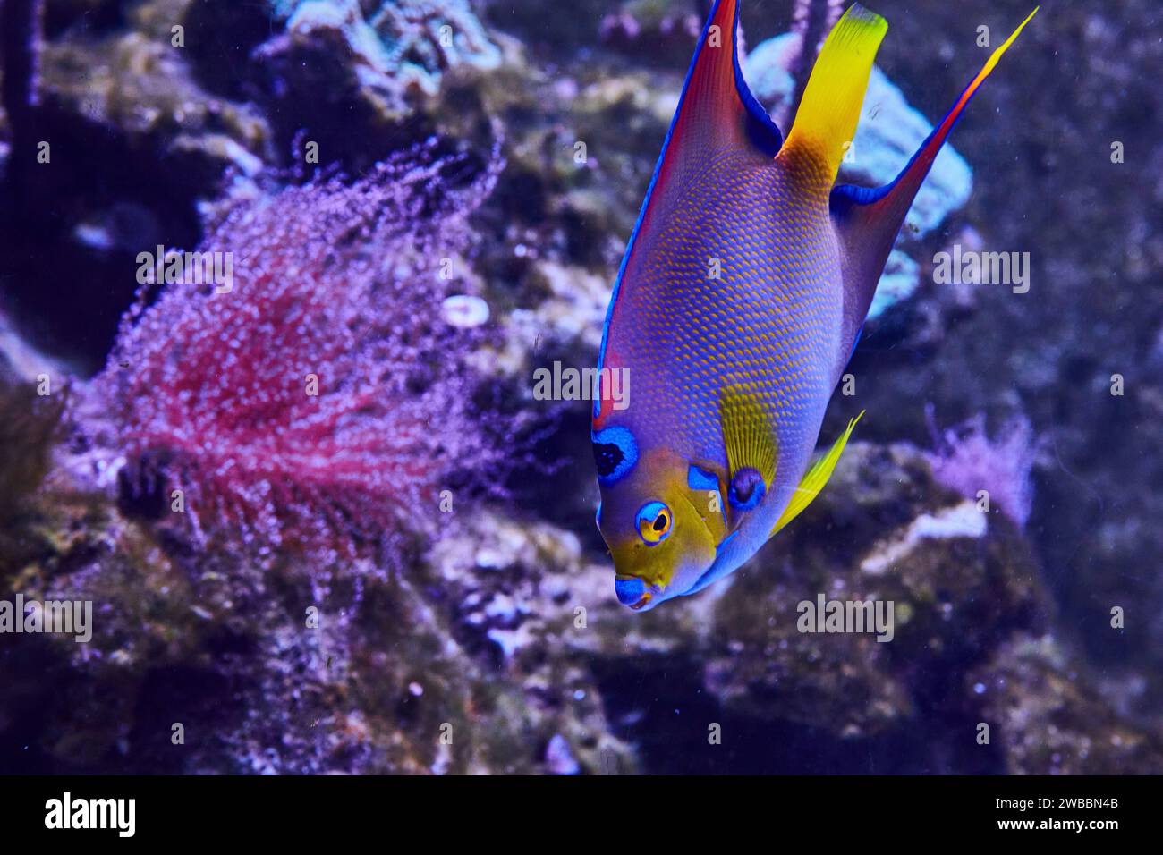 Vibrant Tropical Fish in Natural Underwater Habitat Stock Photo - Alamy