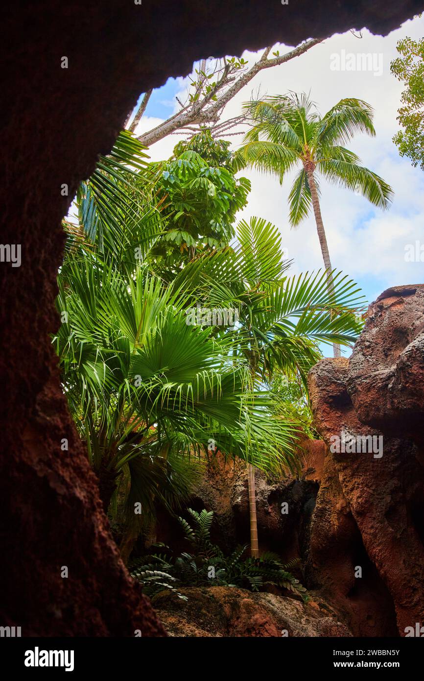 Tropical Grotto View with Palm Trees, Nassau Paradise Island Stock ...