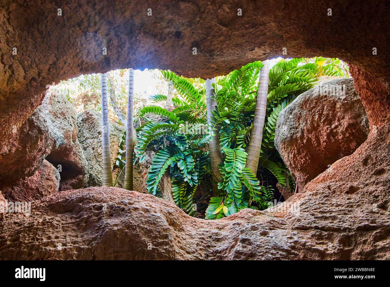 Tropical Oasis View from Cave in Bahamas Stock Photo - Alamy