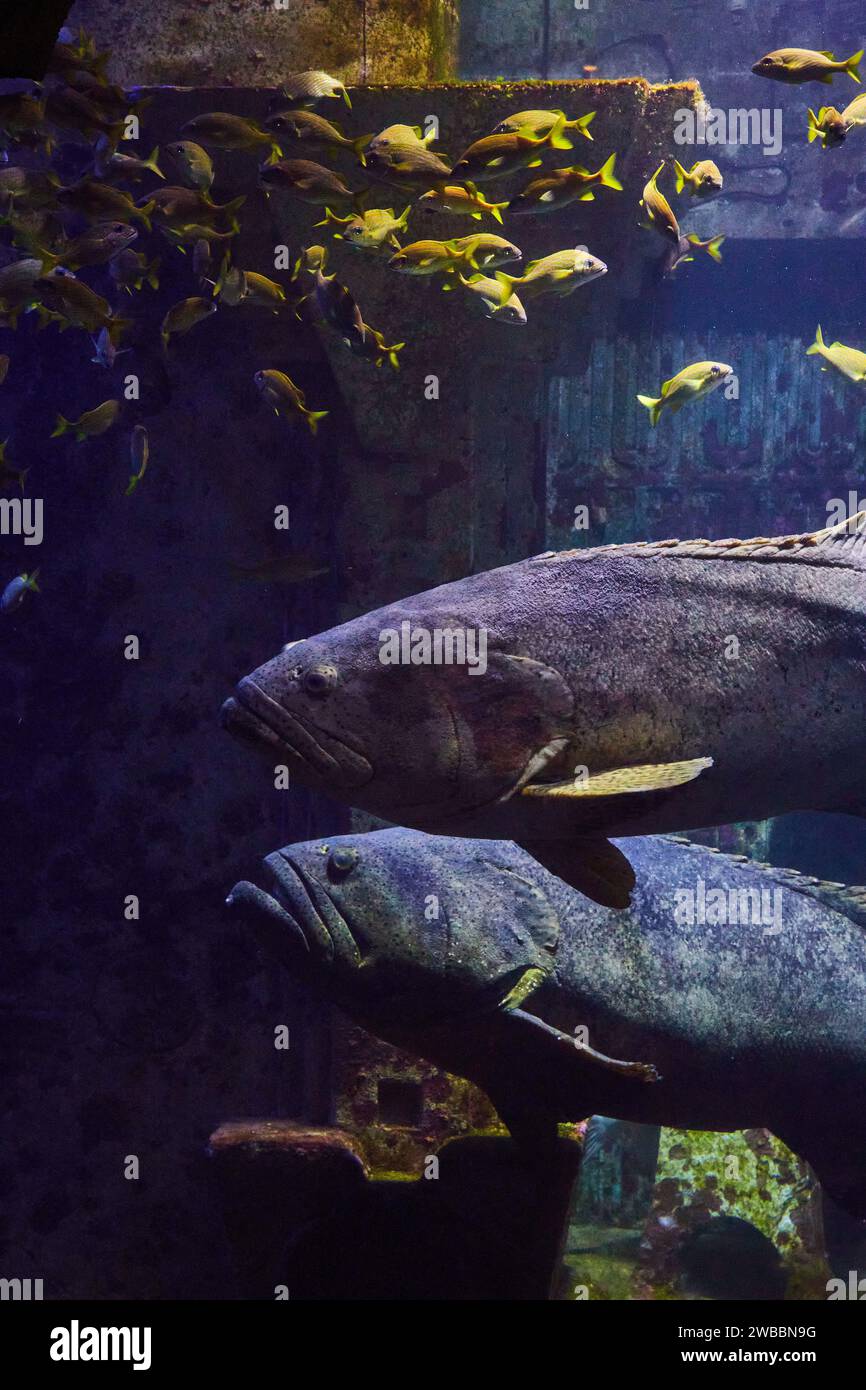 Grouper Duo in Aquarium with School of Yellow Fish Stock Photo - Alamy