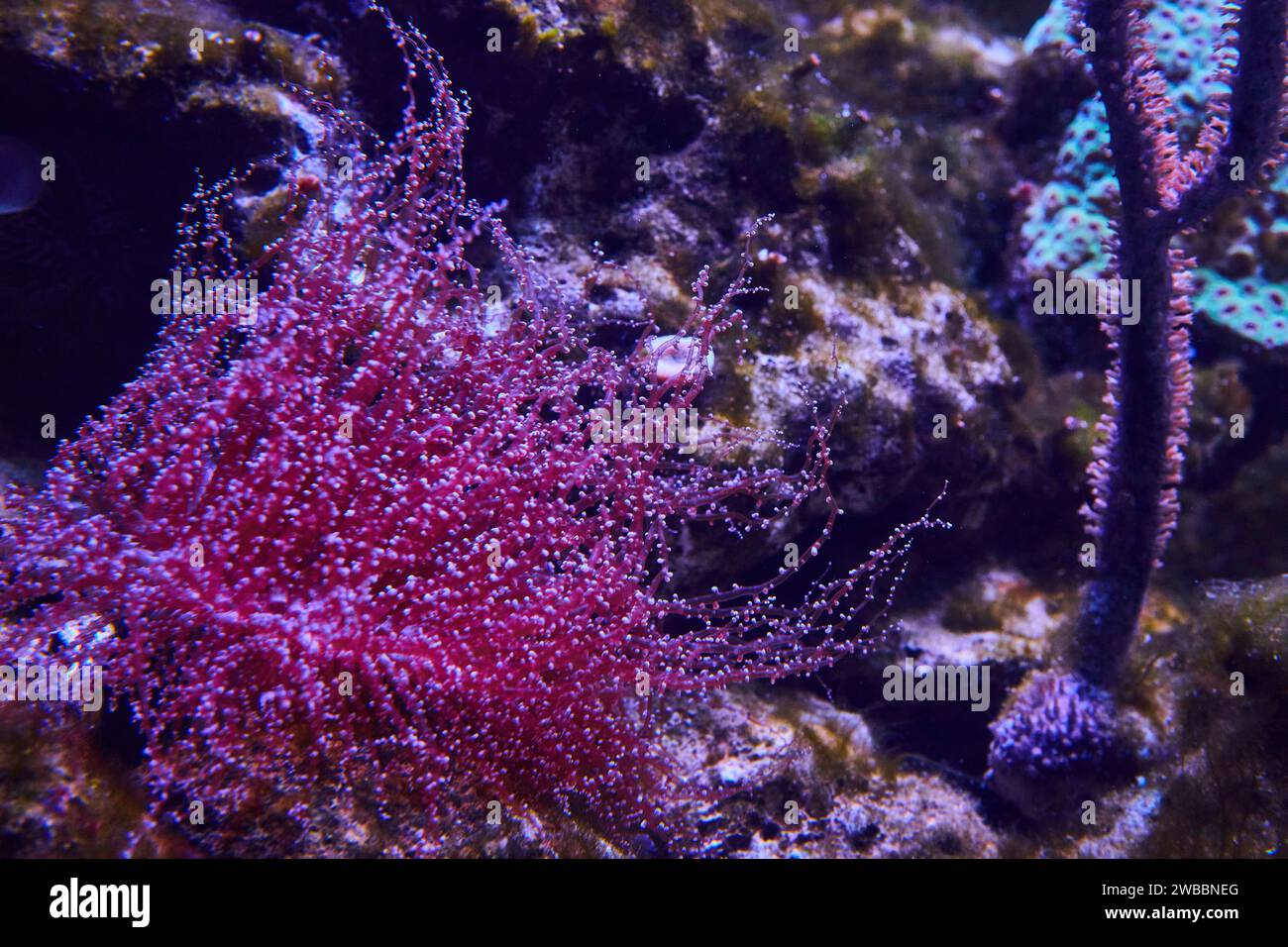 Ethereal Purple Soft Coral and Blue Spotted Sea Rod Underwater Scene ...