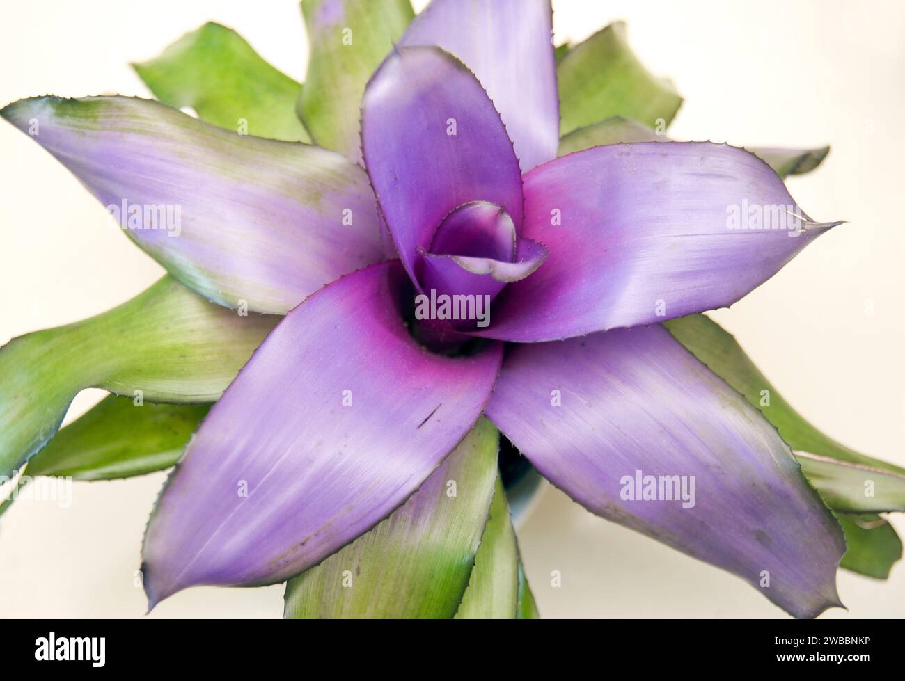 Colorful Bromeliad plant Stock Photo - Alamy
