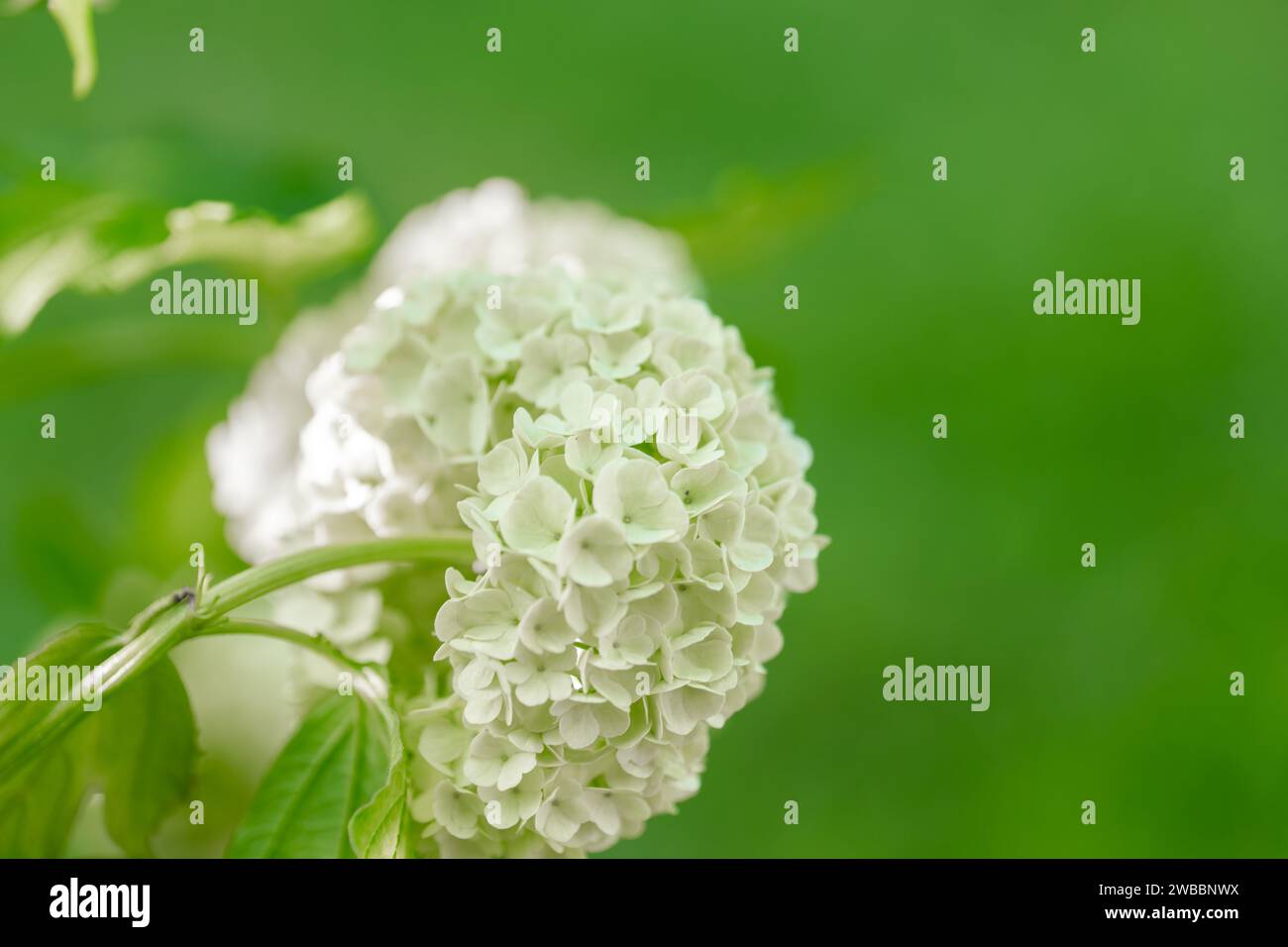 White flowering Viburnum buldenezh.White pompoms flowers close-up in ...