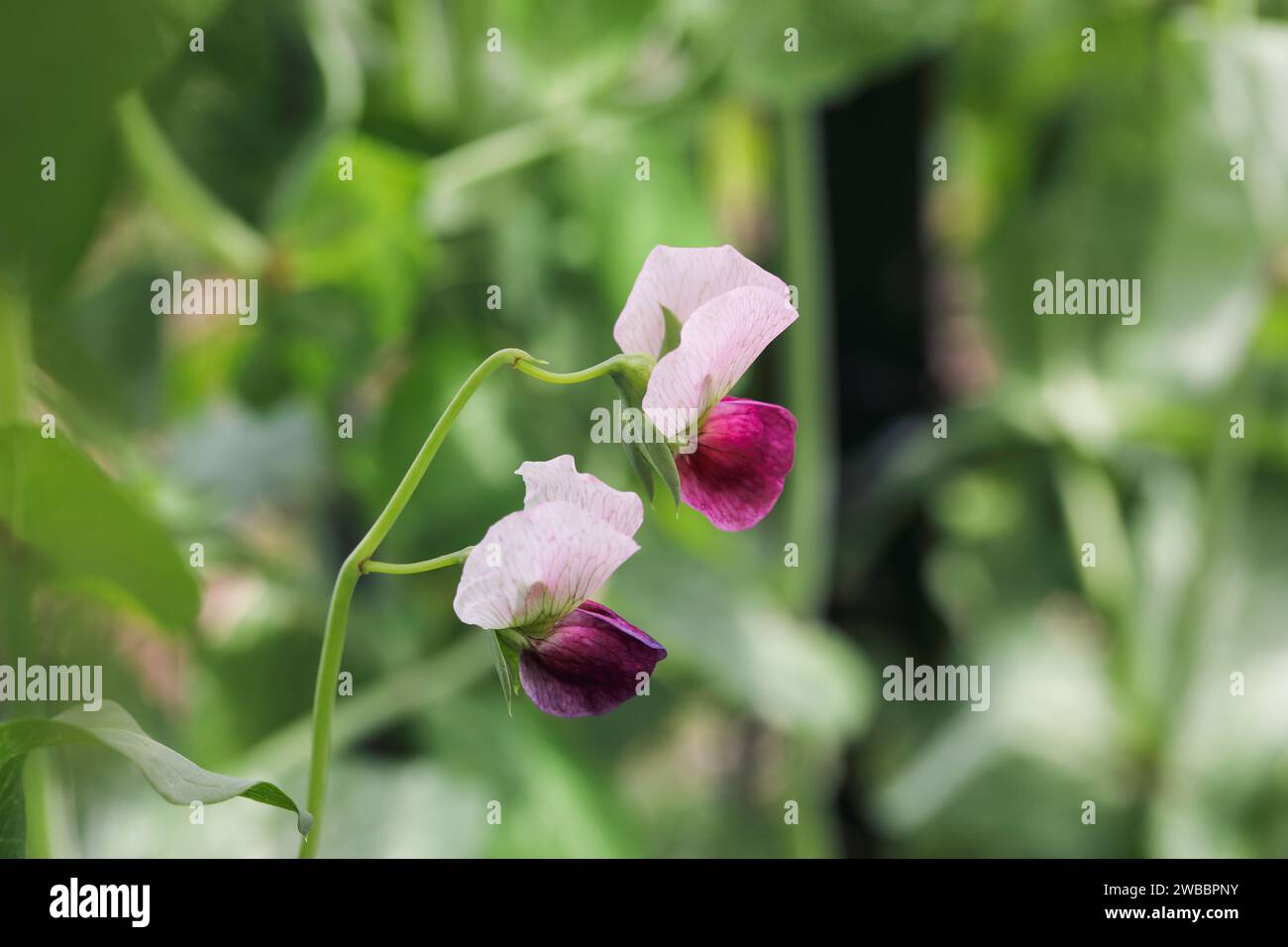 Edible snow pea growing on a trellis with pink and purple flowers ...