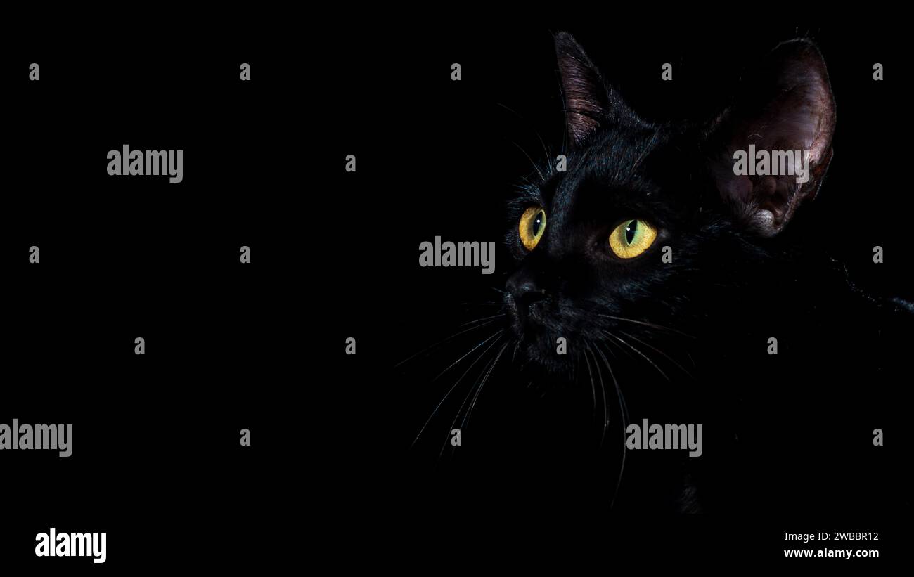 portrait of a domestic black cat indoors on a dark background Stock ...
