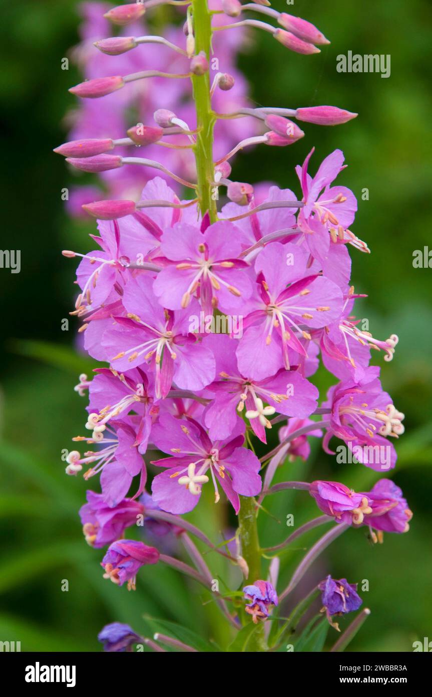 Fireweed, Middle Fork Flathead Wild and Scenic River, Cascadilla ...