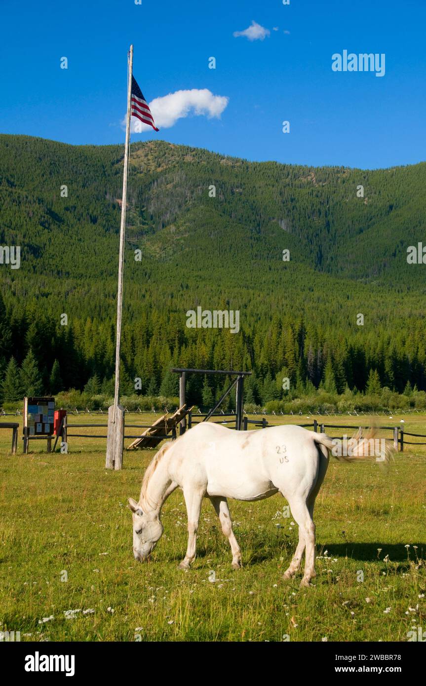 Horse with American flag at Schafer Meadow, Middle Fork Flathead Wild ...